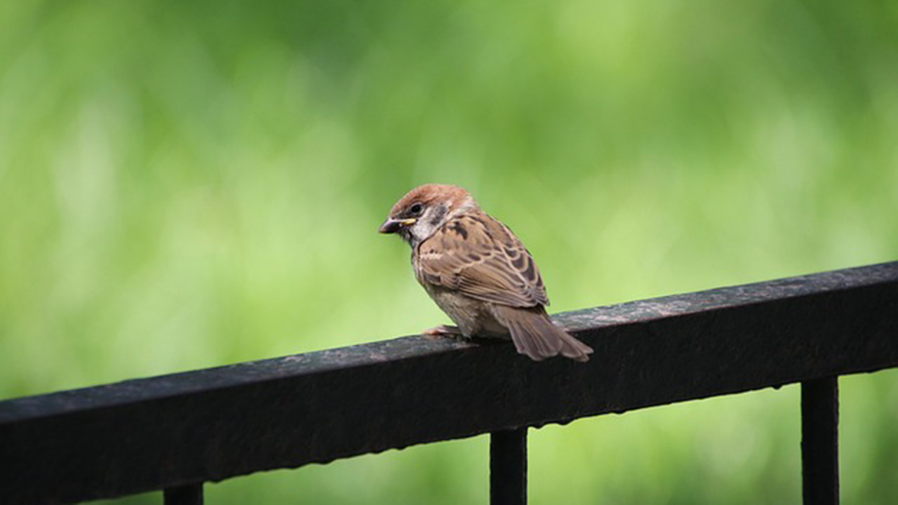 Vrapci- zašto ih je sve manje?