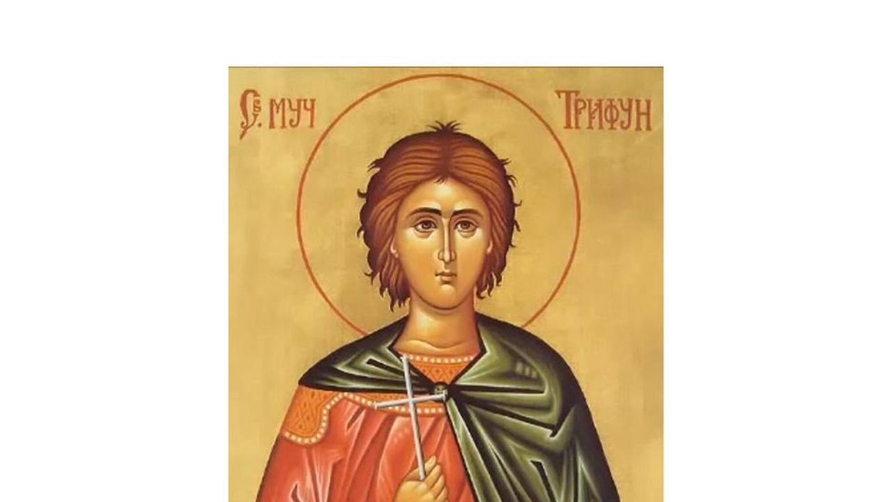 Sveti Trifun ili Dan zaljubljenih?