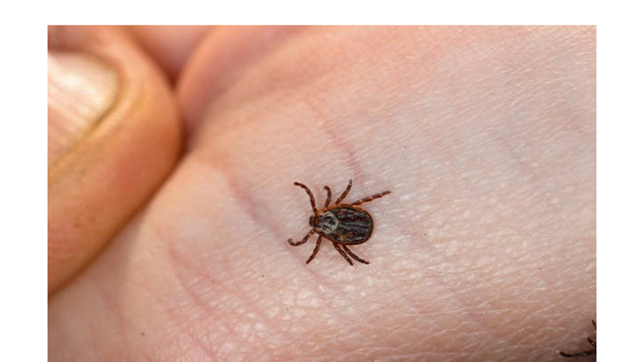 Počela sezona krpelja: Ukloniti ih sa kože u prvih 24 sata od uboda ...